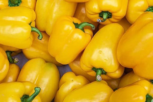 VibeX ® VLR-256 Yellow Shimla Mirch Capsicum Seed Seed Price in India ...