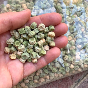 CRGO PEA , MATAR Seed Price in India - Buy CRGO PEA , MATAR Seed online ...