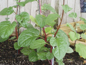 VibeX ® VMR-152 Red Malabar spinach Seeds Seed Price in India - Buy ...