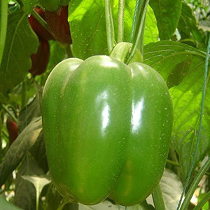 JRYU Shimla Mirch F1 Hybrid Vegetable Seed Price in India - Buy JRYU ...