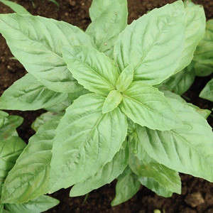 XEFRA SEEDS - BASIL, LARGE LEAF ITALIAN Seed Price in India - Buy XEFRA ...