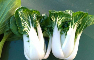 Atlus Dwarf Bok Choy " White Stem Pak Choi, Dwarf Pak Choy, Pok Choi ...