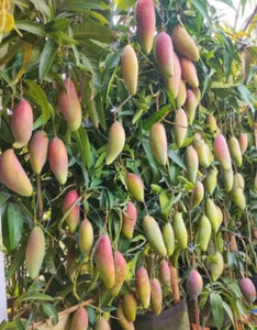 AAM Beej hybrid mango seeds highest yield Verity , very testy fruit 1 ...
