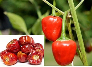 SREE Bombai Mirchi Seed,Bullet Chilli Seed Price in India - Buy SREE ...