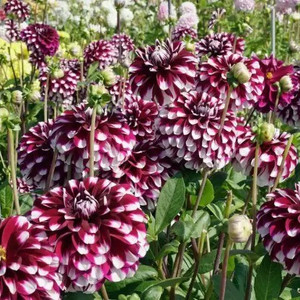 Aro Dhalia Seed Price in India - Buy Aro Dhalia Seed online at Flipkart.com