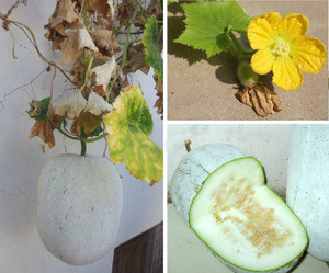 Aywal Ash Gourd (Mithai Petha) Seed Price in India - Buy Aywal Ash ...