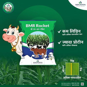 ADVNTA FORAGE SEEDS ADVANTA BMR ROCKET FORAGE 2KG Seed Price in India ...
