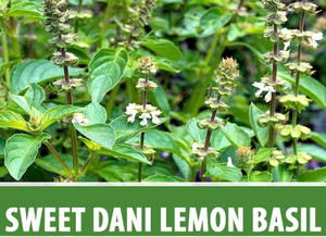 VibeX ® XLR-10 Sweet Dani Lemon Basil Seed Seed Price in India - Buy ...