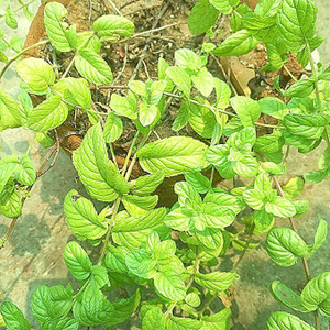 Aro Mint, Pudina Seed Price in India - Buy Aro Mint, Pudina Seed online ...