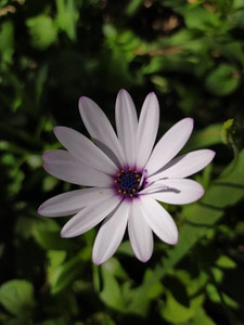 CEZIUS Early Variety Organic Dimorphotheca Flower Plant Seed Price in ...