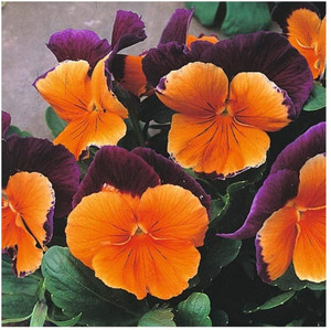 OGIVA Pansy Jolly Joker Viola Wittrockiana Flower Seed Price in India ...
