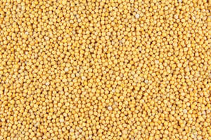 iva Mustard Seed Price in India - Buy iva Mustard Seed online at ...