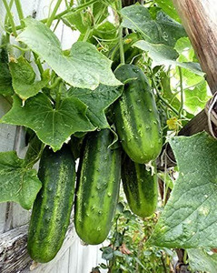 Avysa Cucumber, Marketer Cucumber Seeds-CuC_1782 Seed Price in India ...