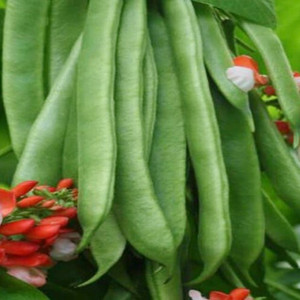 SeeGreen Sem Phali Runner Beans Vegetables Seeds for Home Garden_14 ...