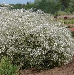 Aro Gypsophila Seed Price in India - Buy Aro Gypsophila Seed online at ...