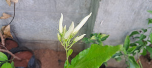 ASPEN Ramar Banam Malli | Ramar Banam Malli Chedi Live Plant | Not a ...