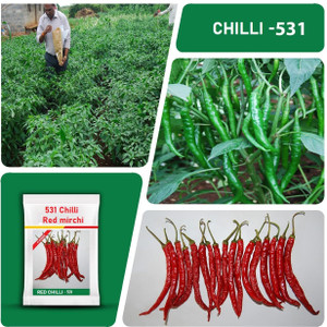 WILLVINE HAR -X 531 Chilli seeds | Red mirchi[5gm, 1000 Seeds] Seed ...