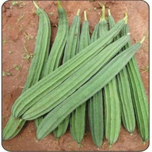 DHENU PRASAD 2515 F1 Hybrid Ridge gourd (turai) Seed Price in India ...