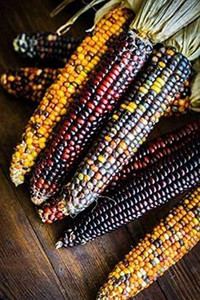 VibeX ® VLR-436 Rainbow Corn Montana Mix Seed Price in India - Buy ...