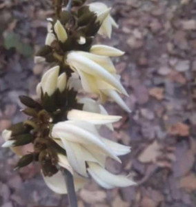 Apurba Agriculture White palash seed, Sada palash seed, Safed palash ...