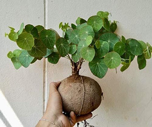 YAMICO Caudex Plant Seed Price in India - Buy YAMICO Caudex Plant Seed ...