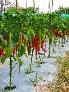 greenfarm XZSI- Organic Chilli seeds / Mirchi Seeds , 300 X Seeds per ...