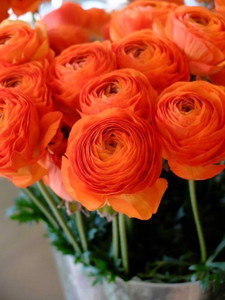 Oakwood Farms ® Imported Ranunculus Orange Color Flower Bulbs For ...