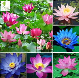 Arshiayat lotus plant flower seed seeds for best Seed Price in India ...