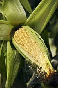 Jessica Baby Corn Seed Pack, Organic Vegetable, 30 Seeds Seed Price in ...