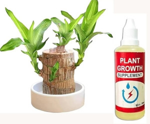 DHOR Original Brazilian Lucky Wood Live Stick Plant Seed Price in India ...