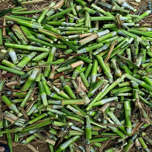NaturalAgrocare SUPER NAPIER/Pakchong-1 grass single nodes Seed Price ...