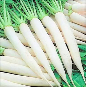 KANAYA Radish - Long Mooli Hybrid Vegetable Seeds Seed Price in India ...