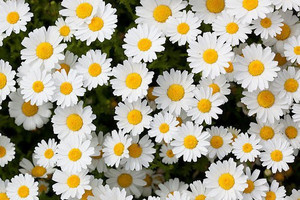 Paudha Dimorphotica white Seed Price in India - Buy Paudha Dimorphotica ...