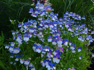 Paudha Nemesia red and white Seed Price in India - Buy Paudha Nemesia ...