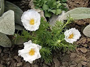 Aro Portulaca Seed Price in India - Buy Aro Portulaca Seed online at ...