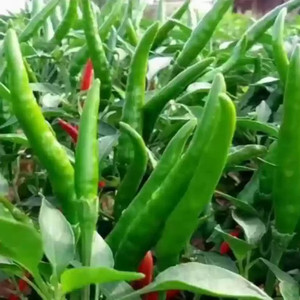 SeeGreen CW44 Bombai mirchi/ Naga chilli / CHILLI MIRCHI HYBRID-186 ...