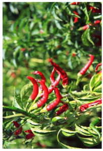 greenfarm NXC- Long Green Chilli / Mirchi seeds , Best Quality ,230 X ...