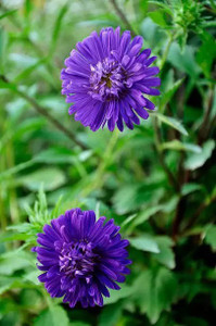 Aro Aster princes Seed Price in India - Buy Aro Aster princes Seed ...