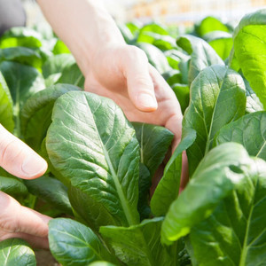KANAYA Grren Cholai Hybrid Seed Price in India - Buy KANAYA Grren ...