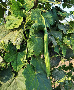 CHILLATAI Peerkangai / Peechinga / Ridge Gourd Vegetable Seed Price in ...