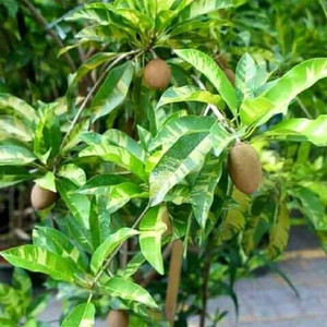 Aywal Chikoo, Sapota, Sapodilla, Naseberry Seed, Sobeda Hybird Seed ...