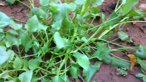 Nodoc Chukka Vegetable Seed Price in India - Buy Nodoc Chukka Vegetable ...