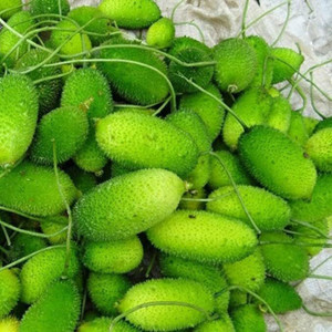 GREENSEA Spiny Gourd, Kantola, Kakrol Organic Vegetable Seed Price in ...