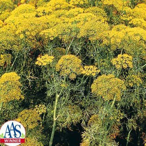 WILLVINE XLL-63 Dill Seeds (Anethum graveolens) Seed Price in India ...