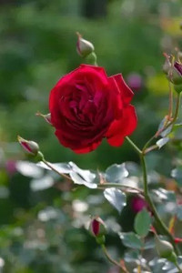 Chalisa Rose, Flower seeds Seed Price in India - Buy Chalisa Rose ...