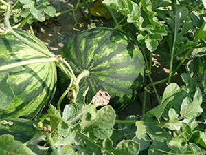 CHILLATAI Hybrid Water Melon Seed / Puchakaya Seeds / Tharboosani Seed ...