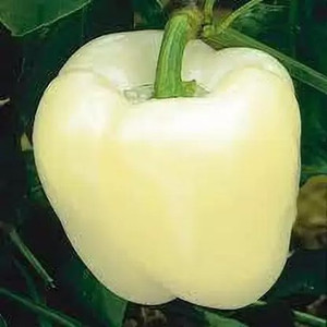 Aro White Capsicum, Capsicum, Bell Pepper Seed Price in India - Buy Aro ...