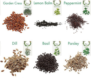 CYBEXIS 6 - Varities Seeds Combo-Garden Cress,Lemon Balm,Peppermint ...