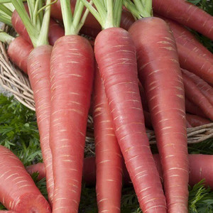 RUDAN Carrot Red Long Seed Price in India - Buy RUDAN Carrot Red Long ...
