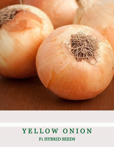 WILLVINE HAU-901 Yellow Sweet Spanish Onion Seeds-3000 Seeds Seed Price ...
